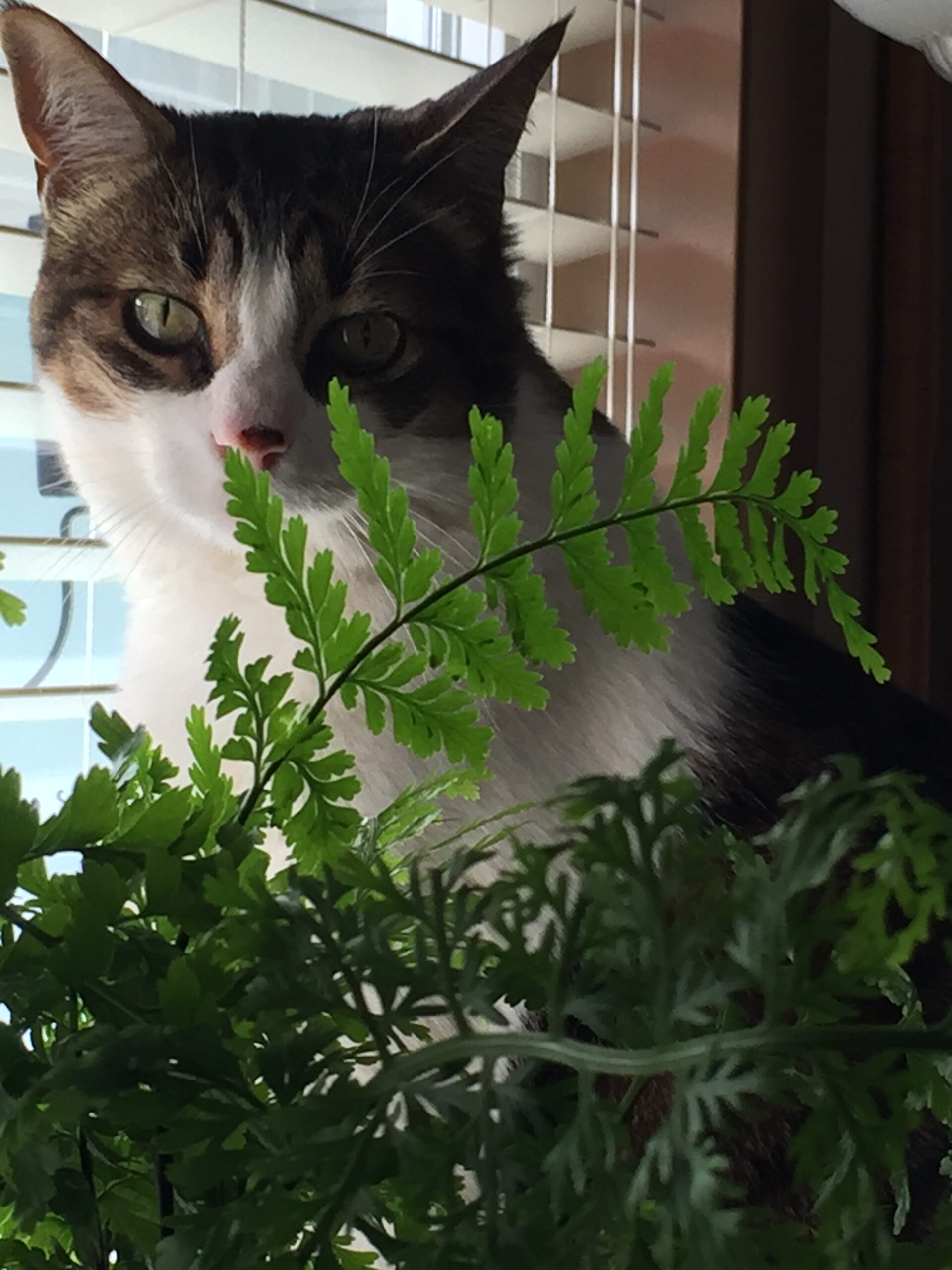 Wiley | Gary R. Carlson, MD, College of Veterinary Medicine | Oregon ...