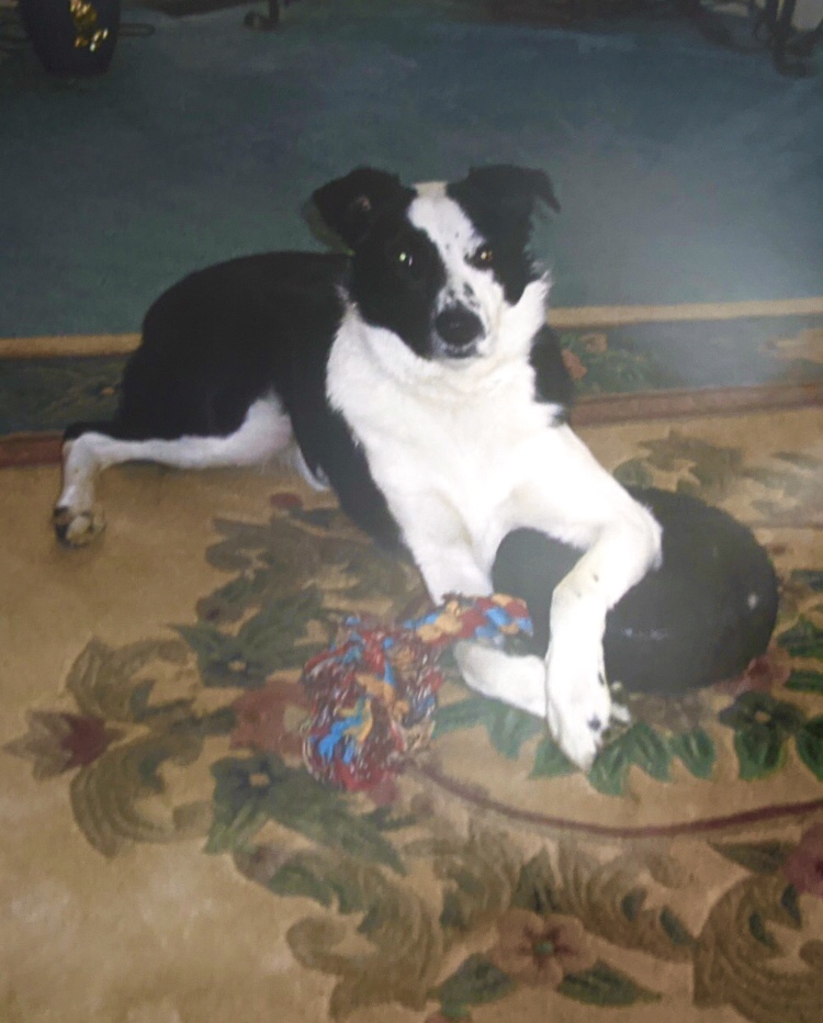 Tiny | Gary R. Carlson, MD, College of Veterinary Medicine | Oregon ...