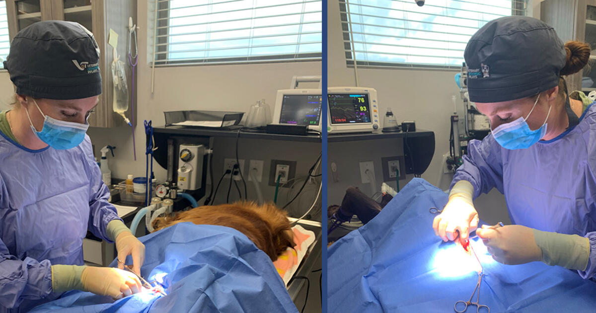 ‘I still remember what a uterus looks like.’ Hands-on surgical rotation ...