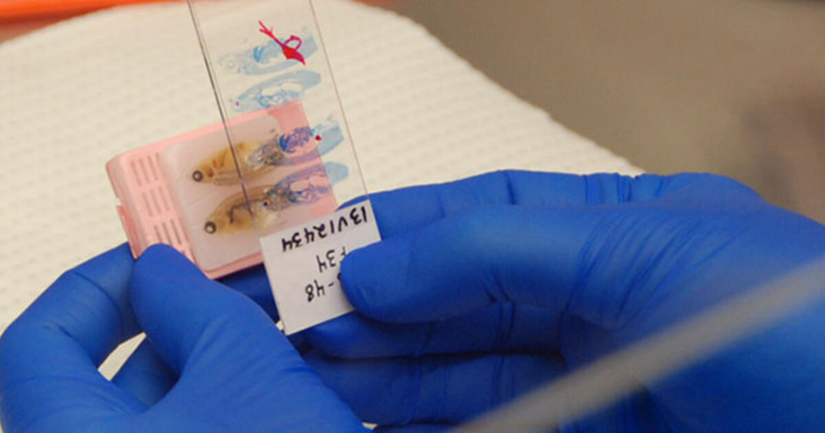 Little Fish Make Big Impact | Gary R. Carlson, MD, College of ...