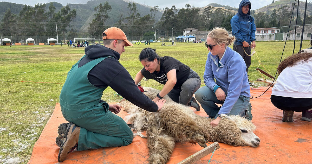 Learning new techniques in the Andes: Ecuador trip benefits veterinary ...