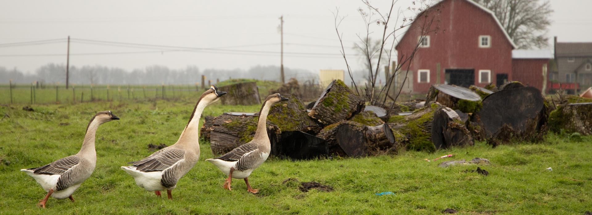 How the death of two geese on a farm signaled danger for all Oregon ...
